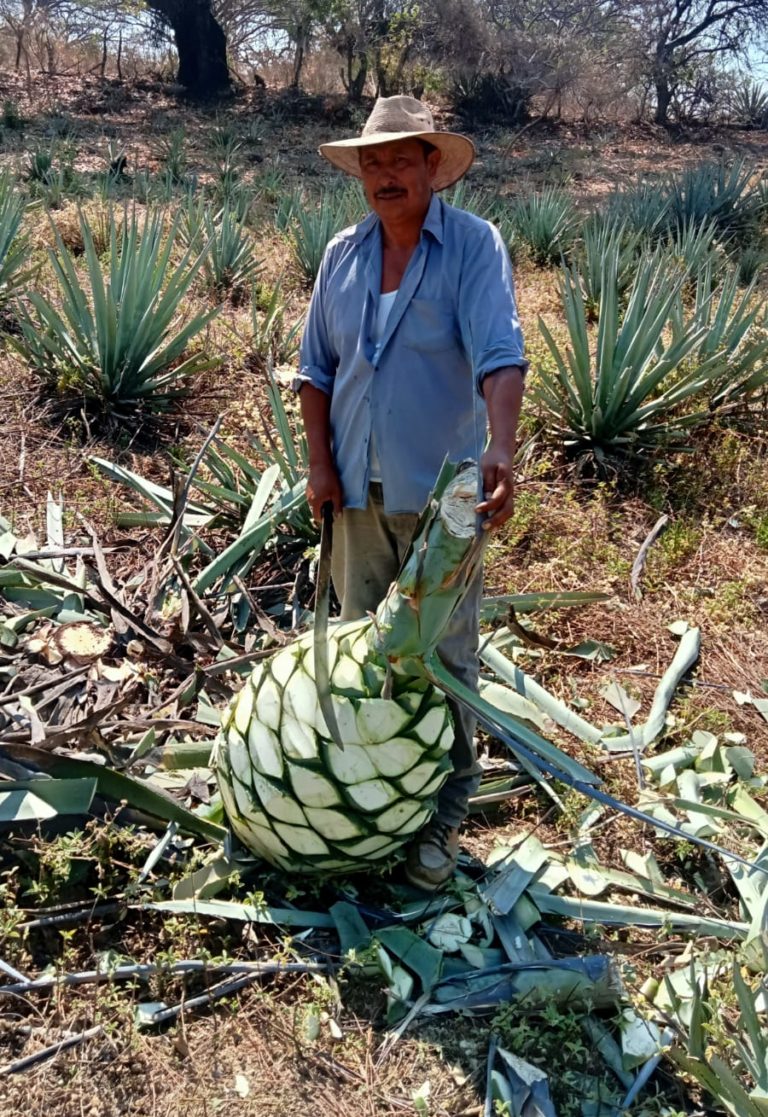 The Rise of Agave Distillates: A Global Love Affair